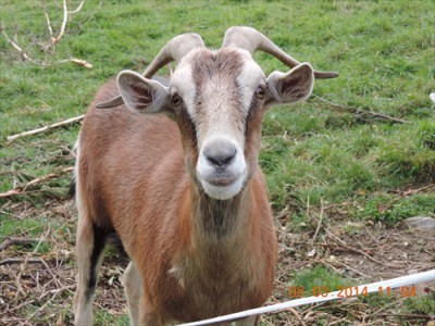 Magnificat Community